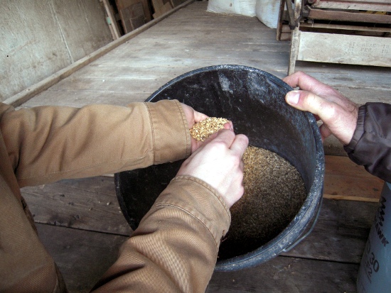 Meeting Our Grain – Urban Grains